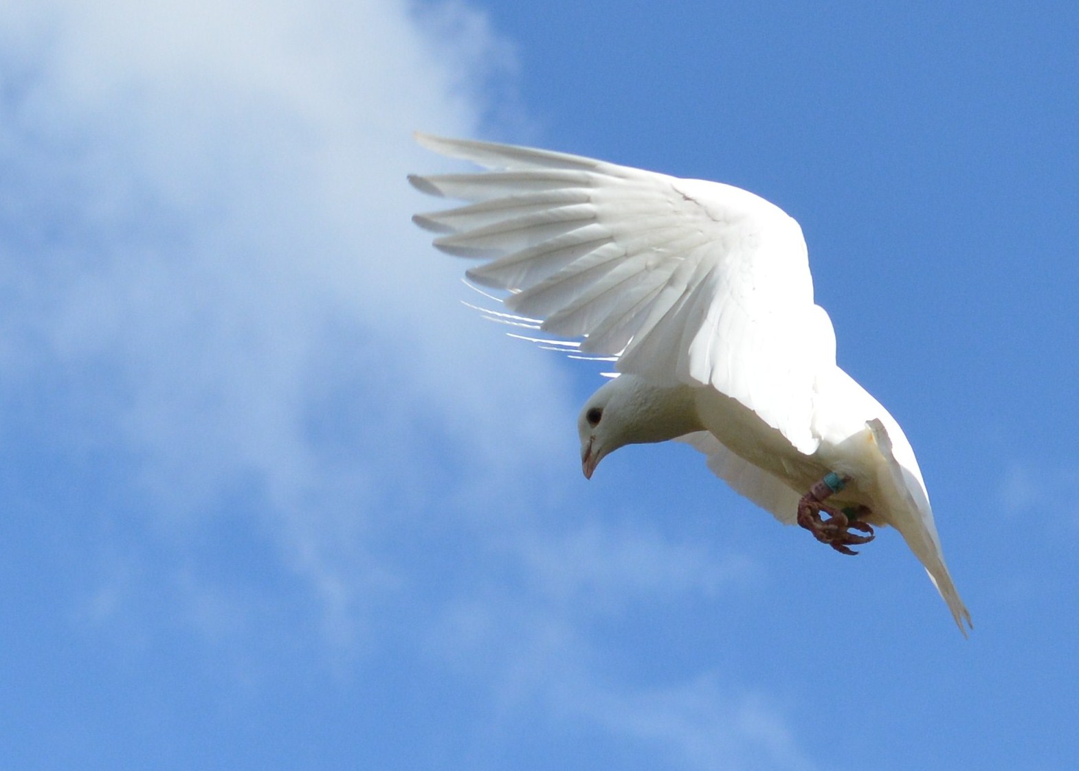 Our Doves | Doves For All Occasions